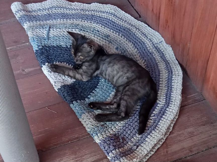 Котята в добрые руки бесплатно