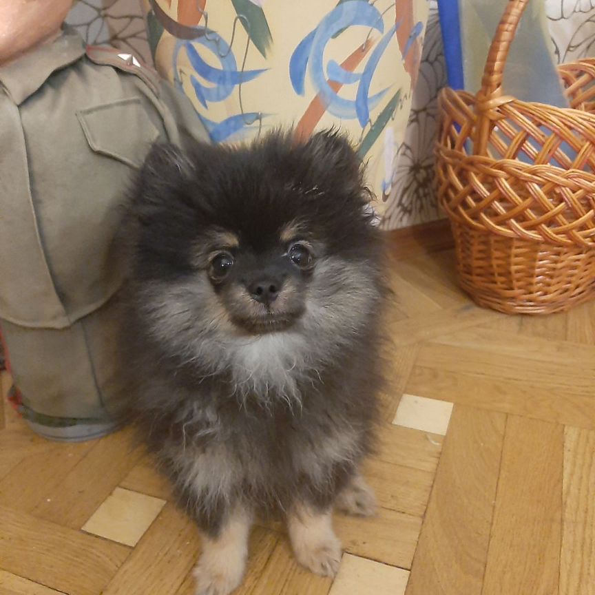 Шустрик шпиц