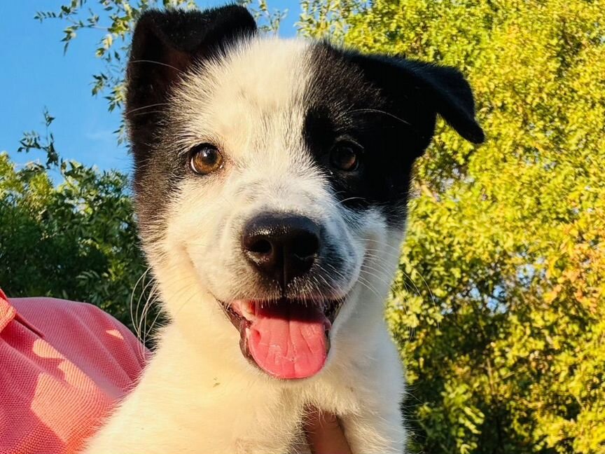 Щенок в добрые руки