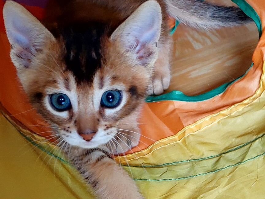 Абиссинские котята дикий окрас