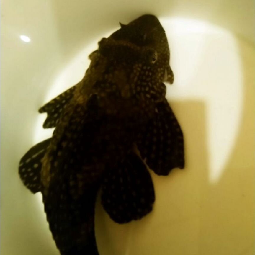 Сом большой