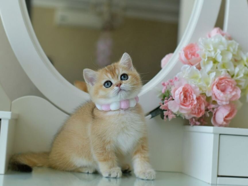 Золотая британская девочка