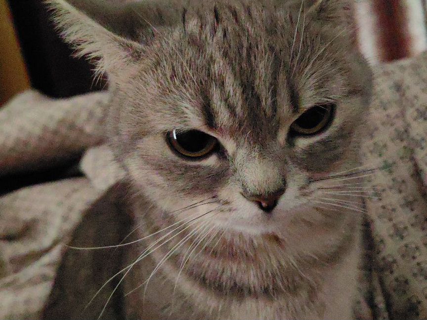 Кошка для вязки