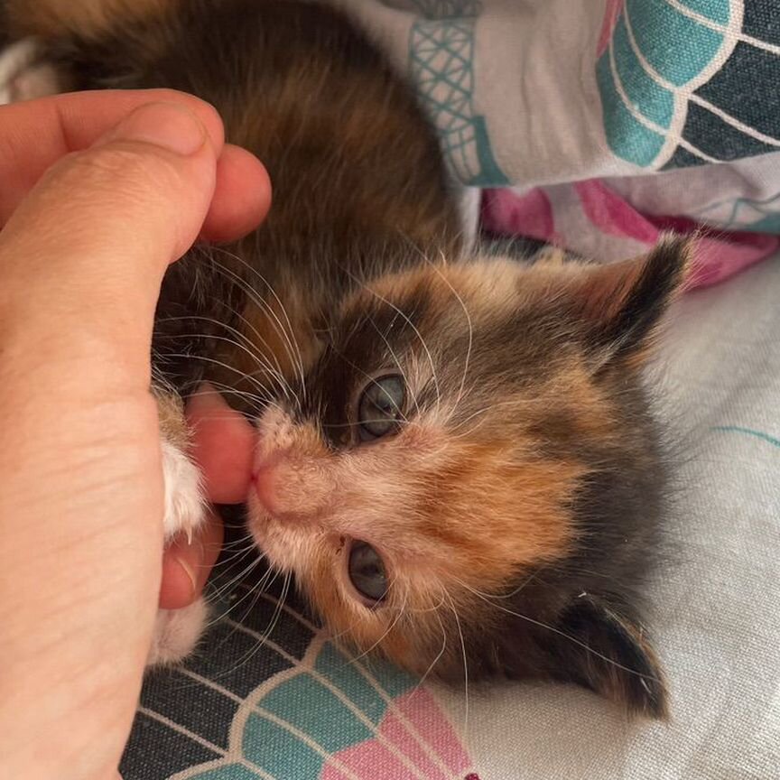 Трехцветная кошечка