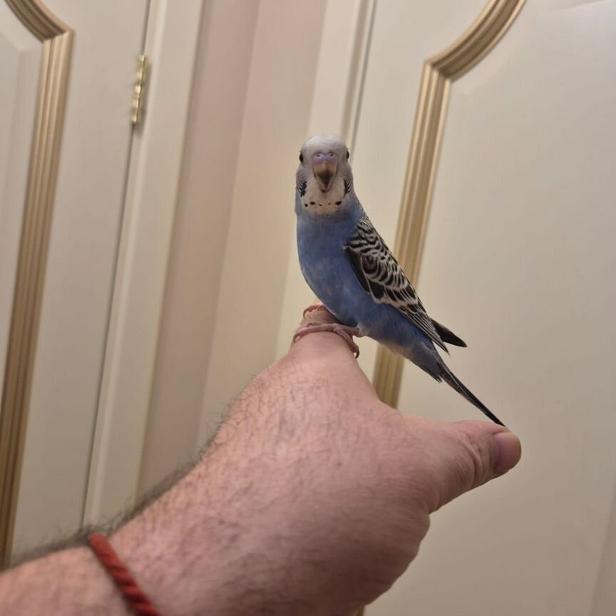 Волнистый попугай