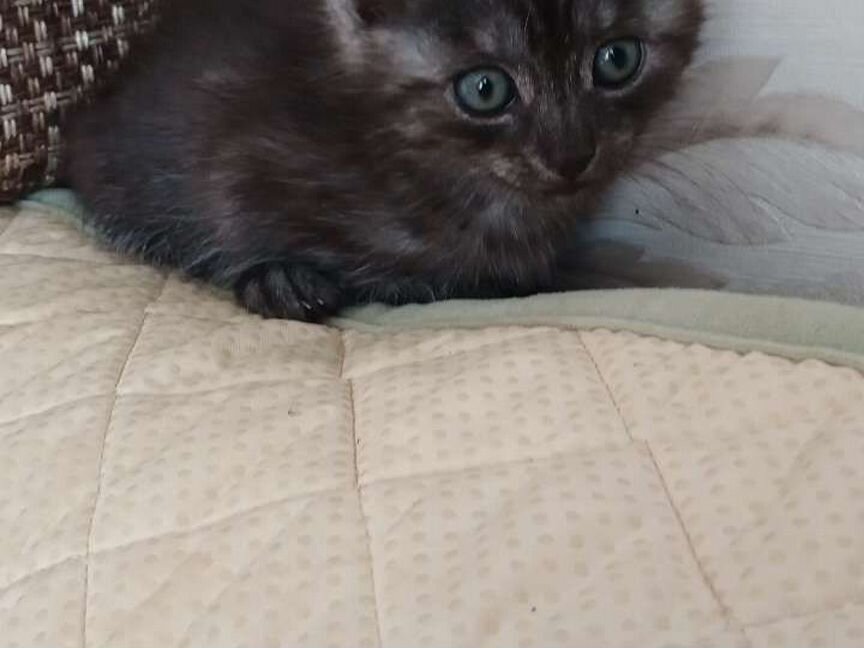 Котята