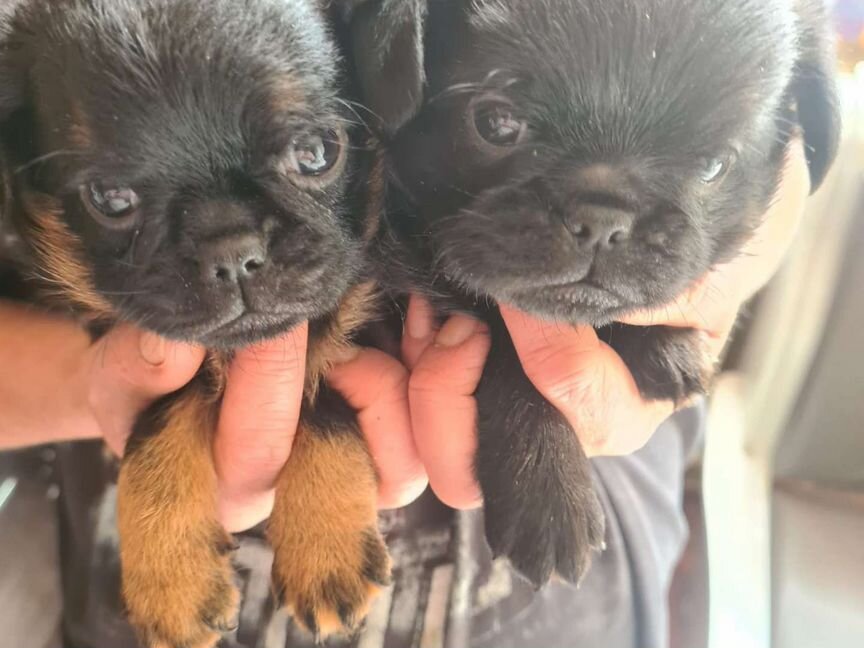 Щенки пти брабансона