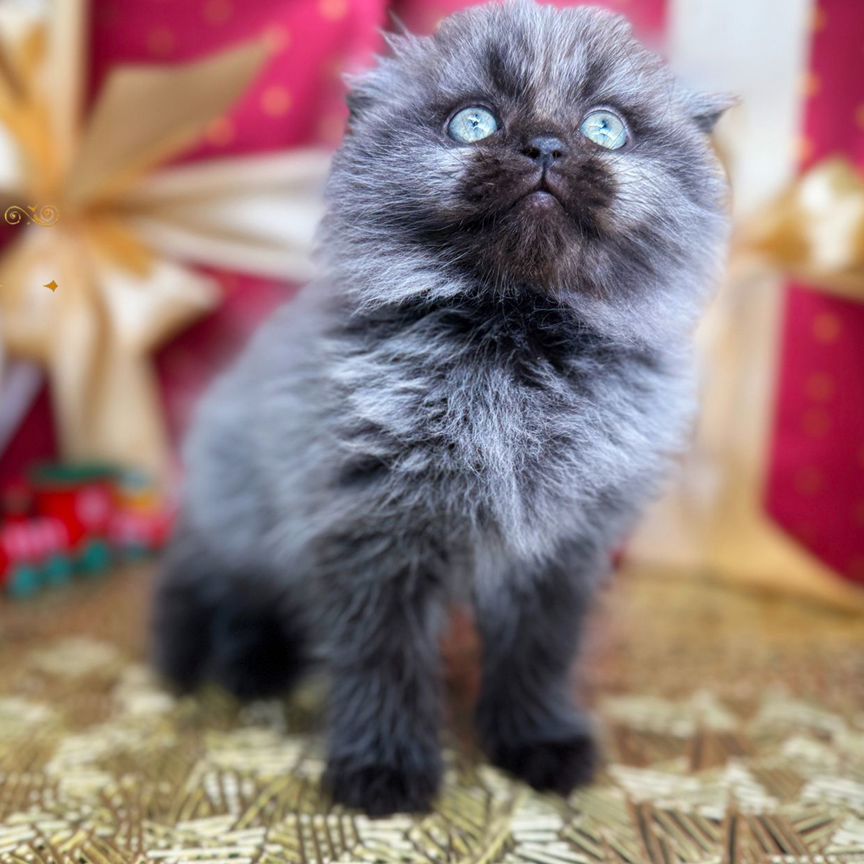 Манчкин котёнок