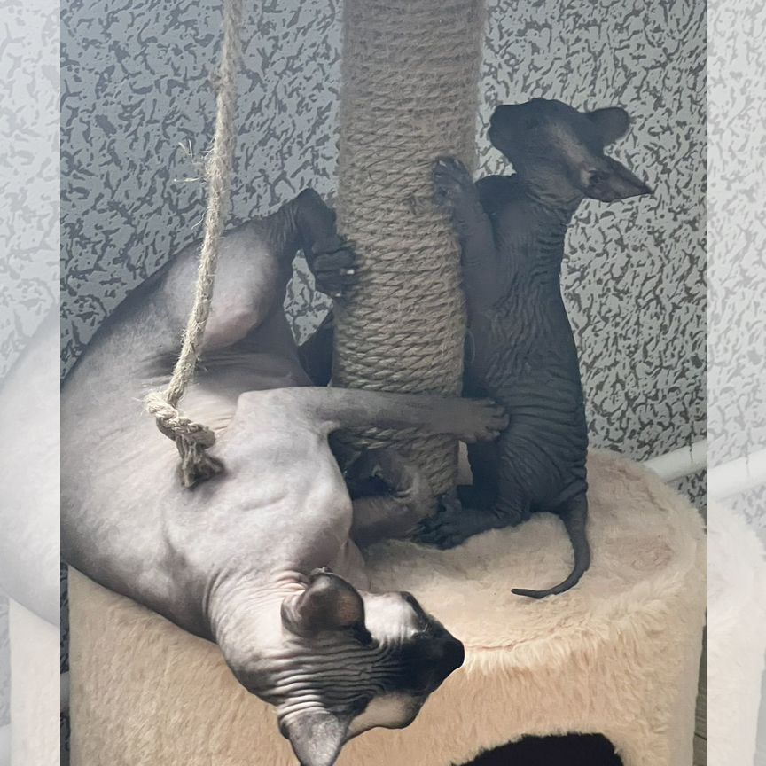 Котята сфинкс
