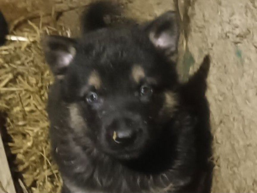 Продаются щенки немецкой овчарки