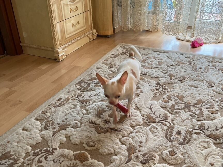 Маленькая собака чихуахуа