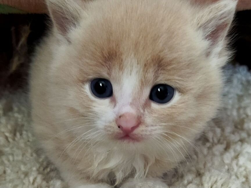 Кошка