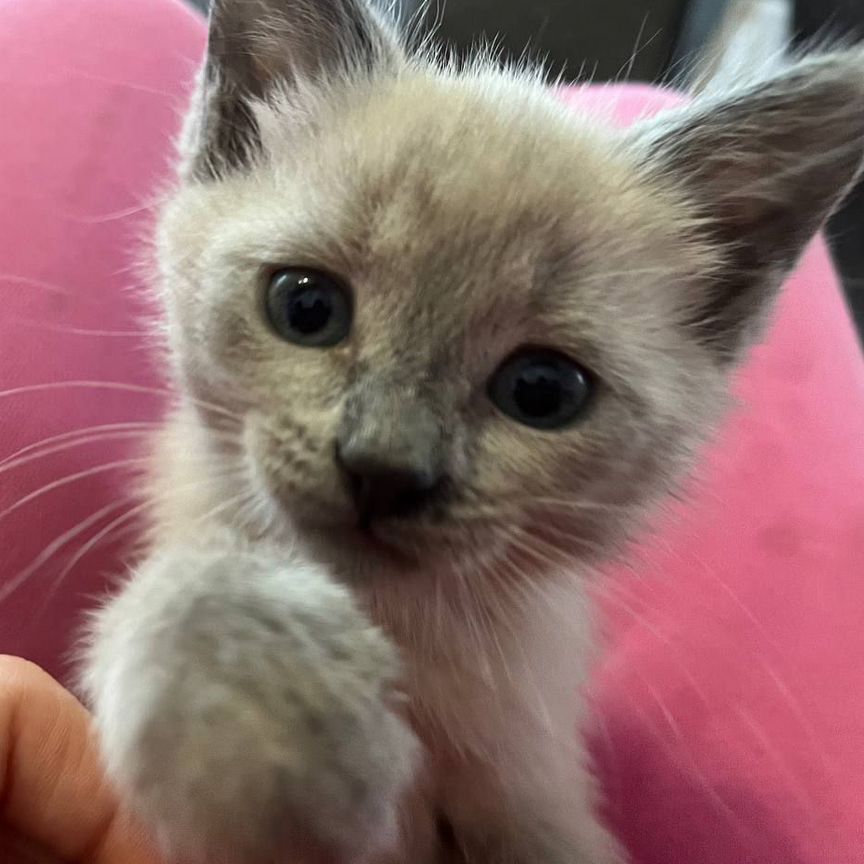 Котята. Новогоднее чудо.Отдаем котят в добрые руки