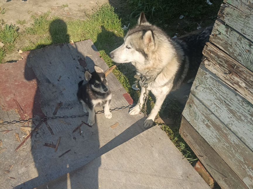 Сибирское хаски собака