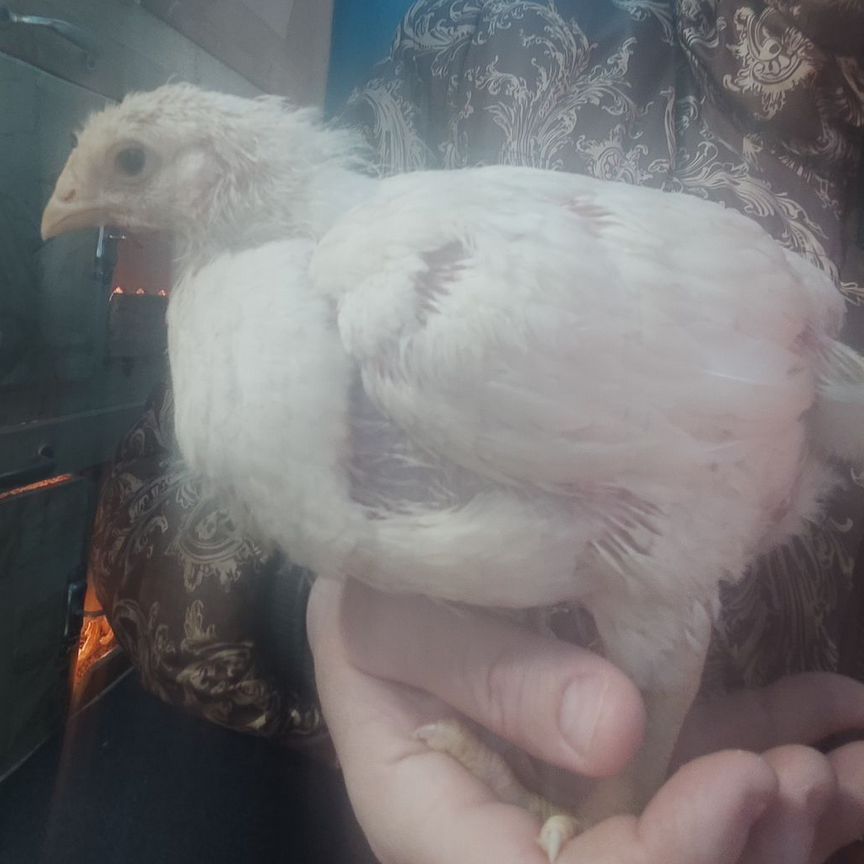 Цыплята бройлеры кобб 500