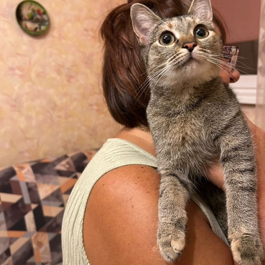 Отдам кошку в добрые руки