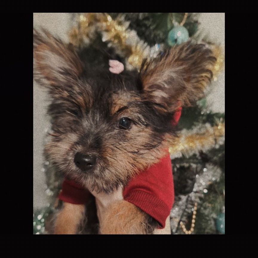 Йоркширский терьер