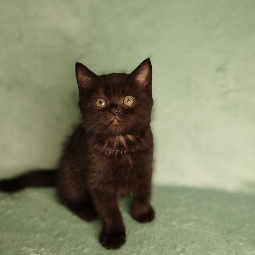 Шотландская девочка 1,5 мес