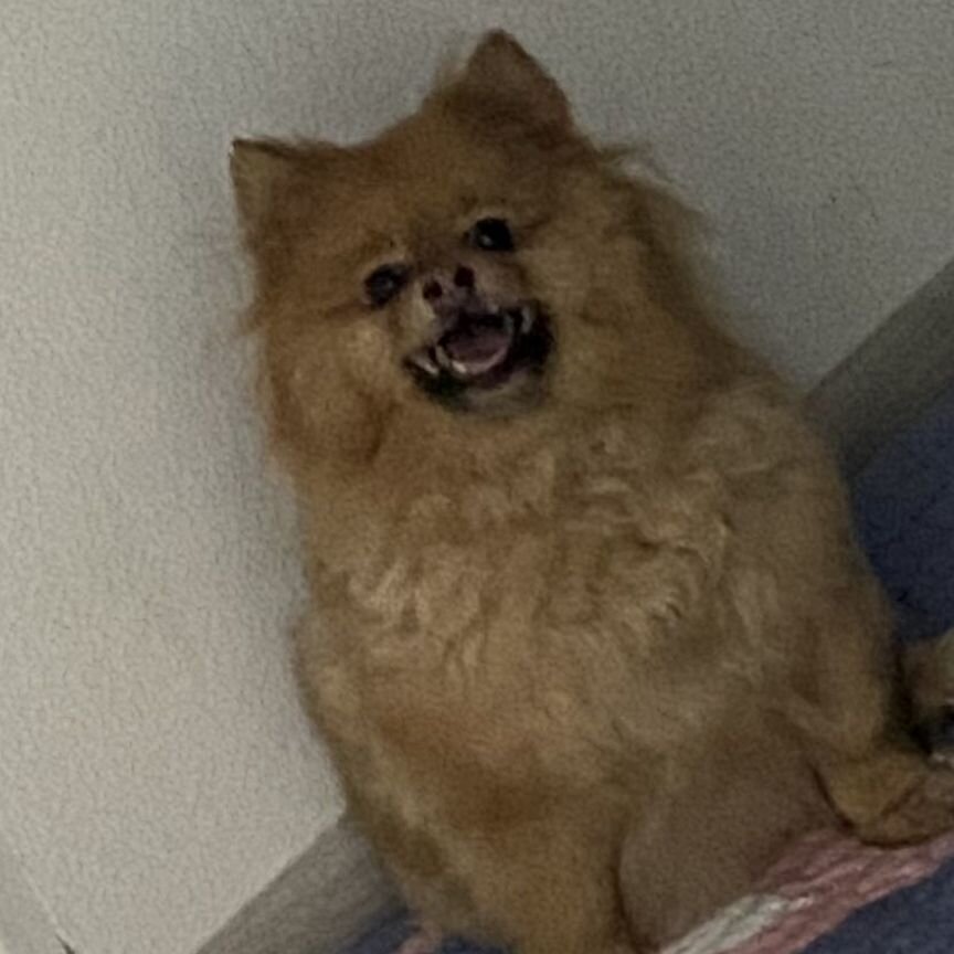 Померанский шпиц, взрослая собака