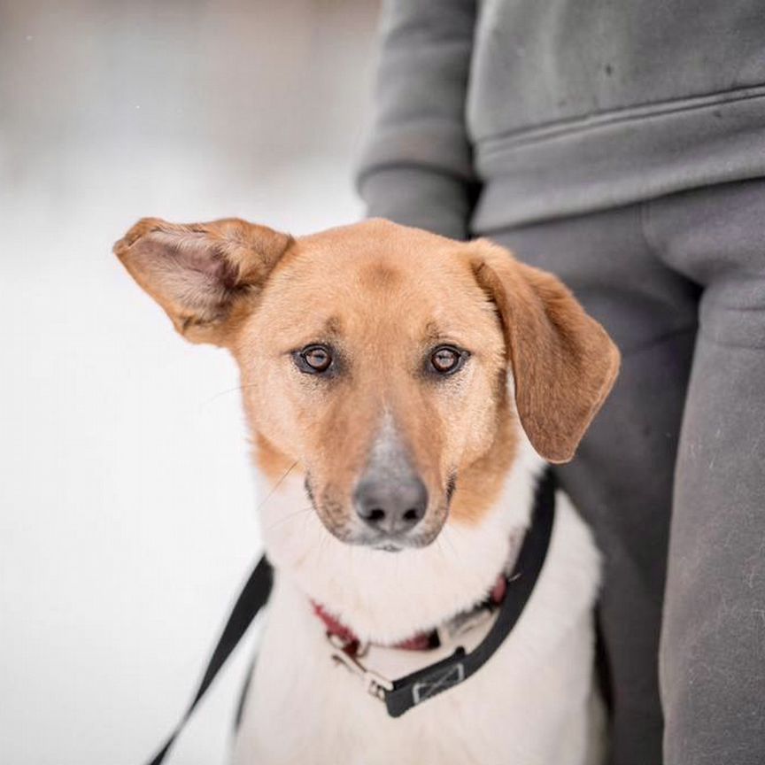 Отдам в добрые руки