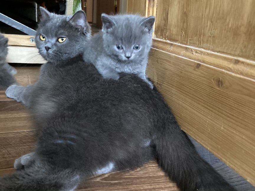Британские котята