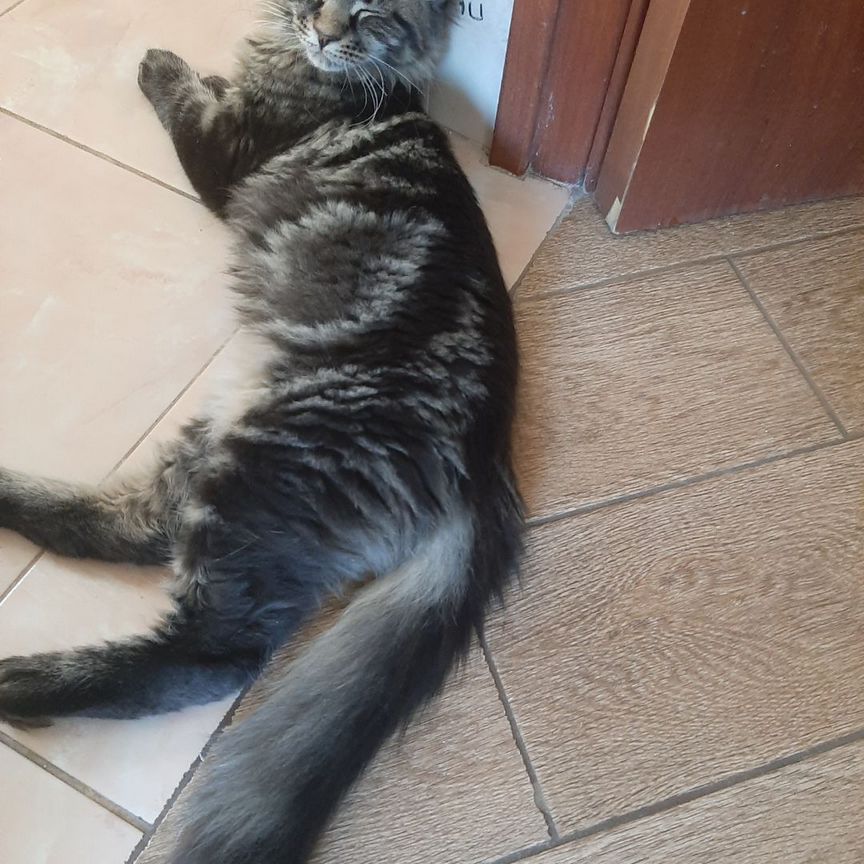 Котята Мэйн-Кун