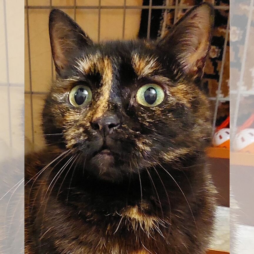 Черепаховая красавица Чери