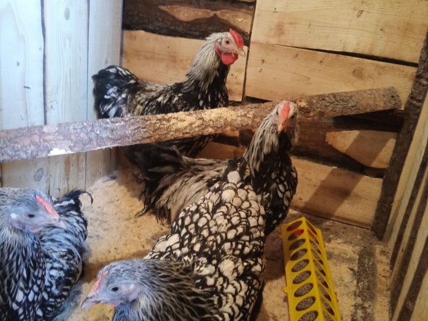 Куры породы виандот