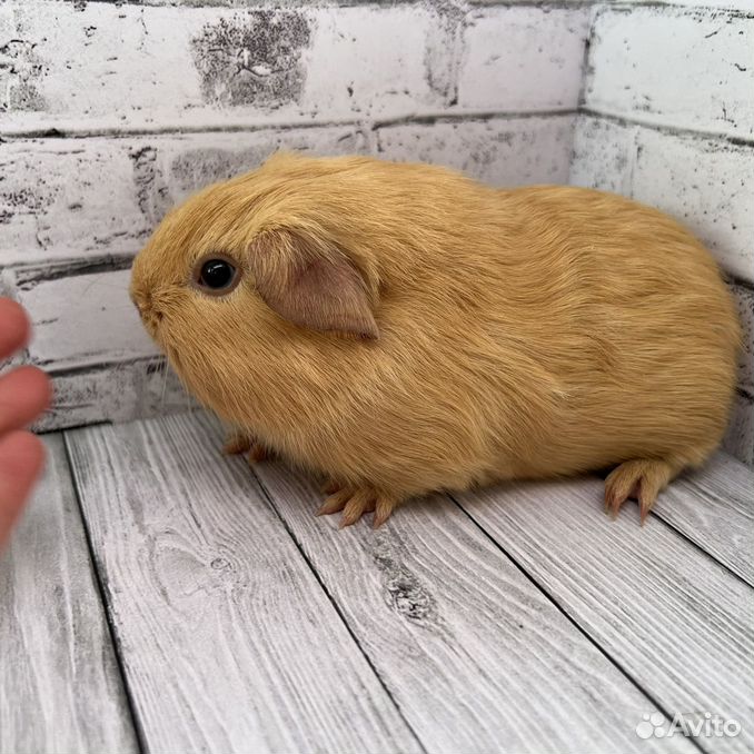 Морская свинка селф, мальчик