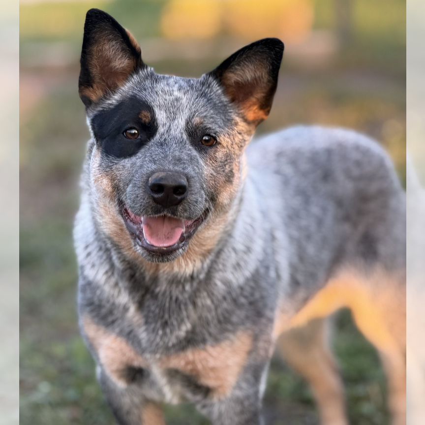 Австралийский хилер, щенок