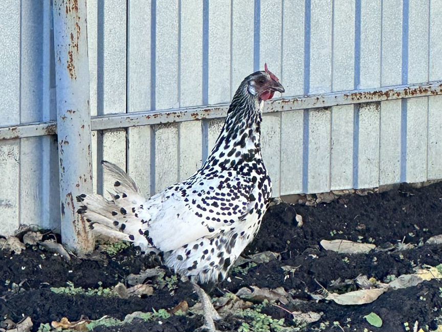 Породная птица