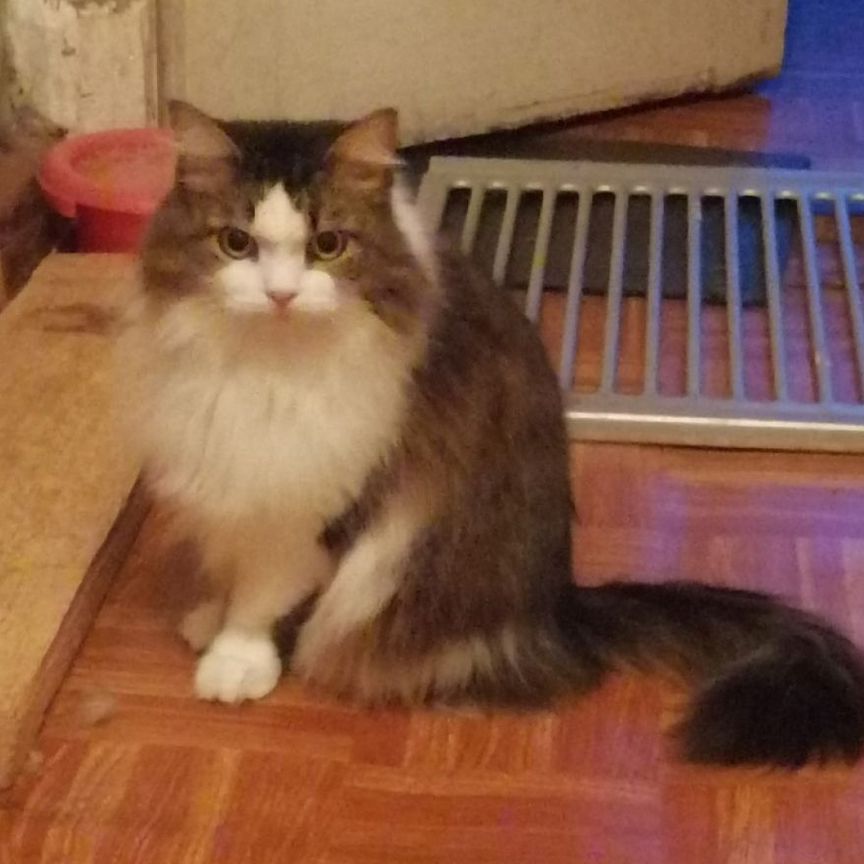 Взрослая, кошка в добрые руки