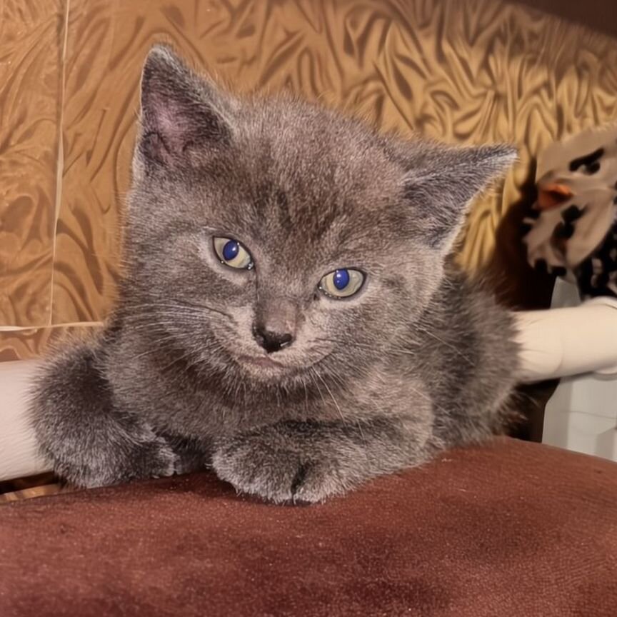 Шотландский прямоухий длинношёрстный котёнок