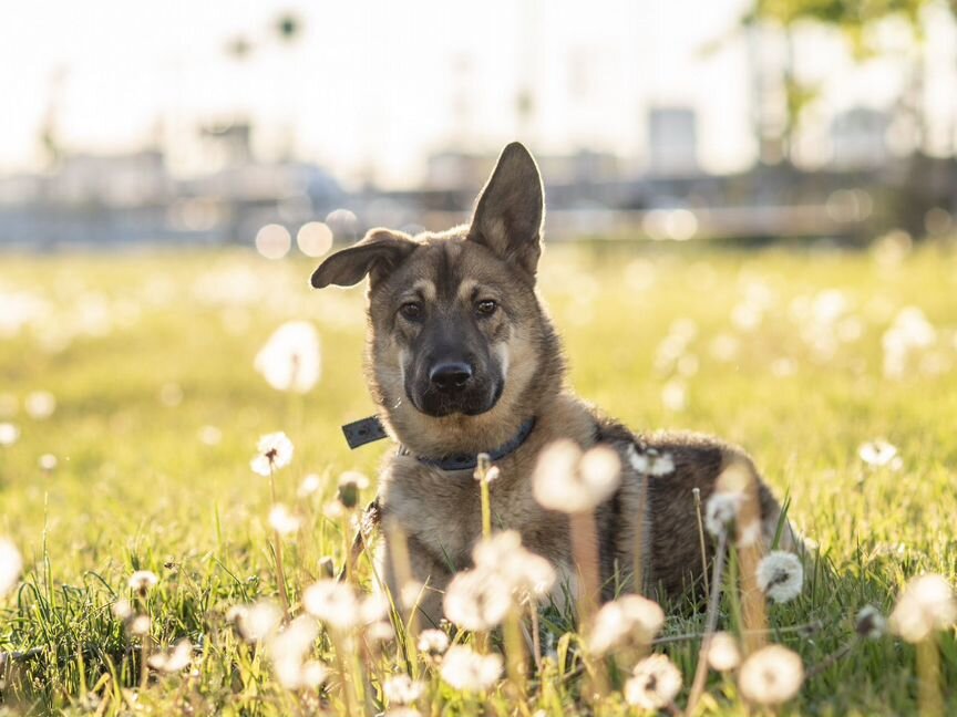 Собака Лада ищет дом (в добрые руки)