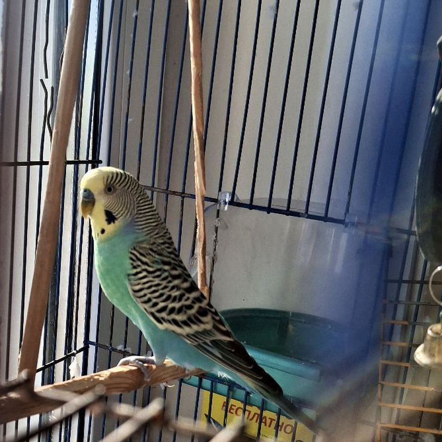 Волнистый попугай самец