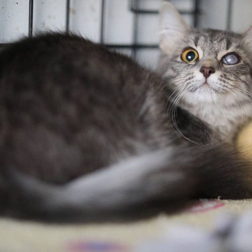 Кошка в добрые руки