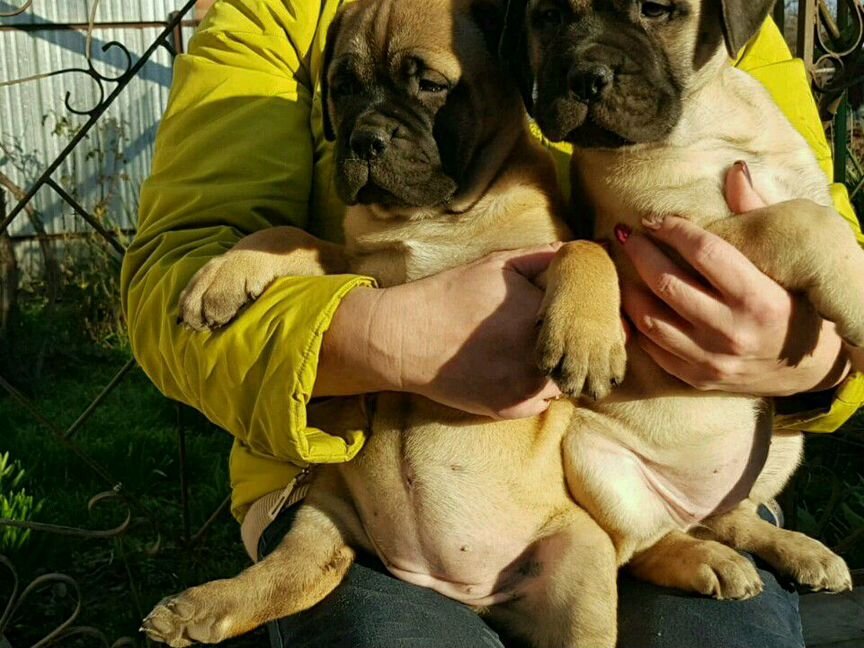 Девочки красавицы