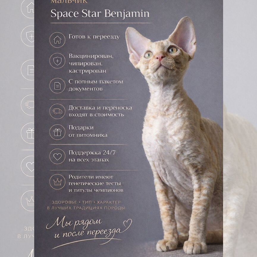 Девон-рекс котёнок