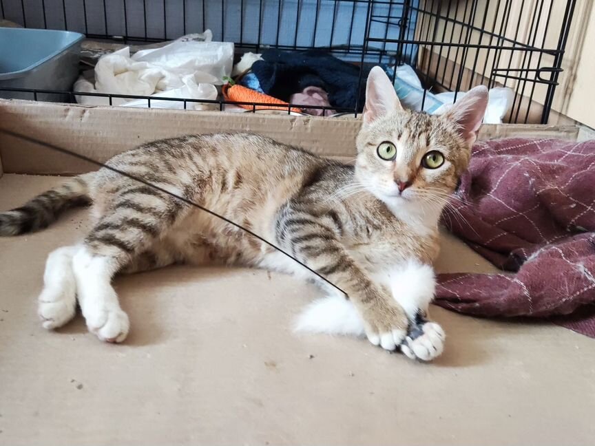 Котенок в добрые руки