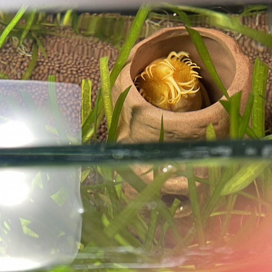 Рыбки анцитрус