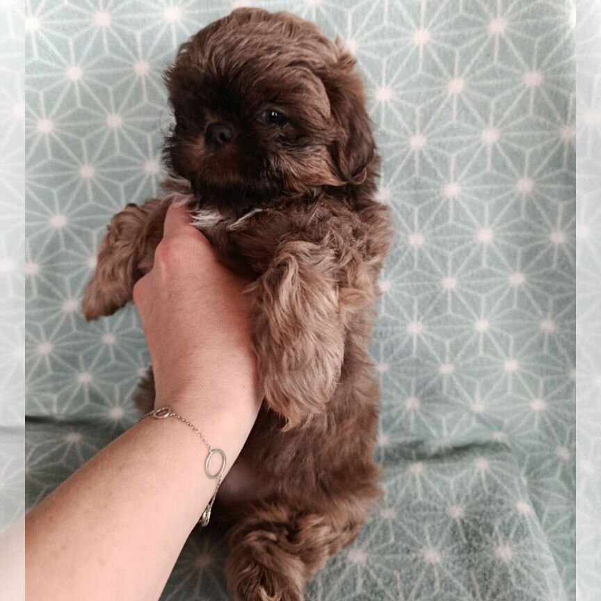 Ши-тцу, щенок