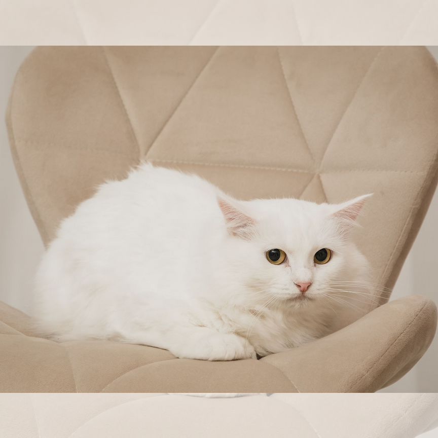Кошка в добрые руки
