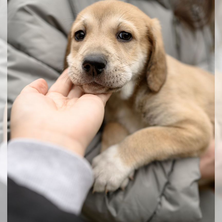 Анатолийская овчарка, щенок