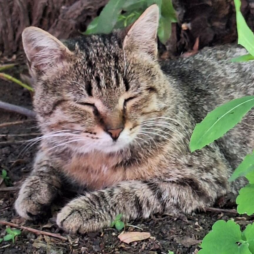 Кошка в дар