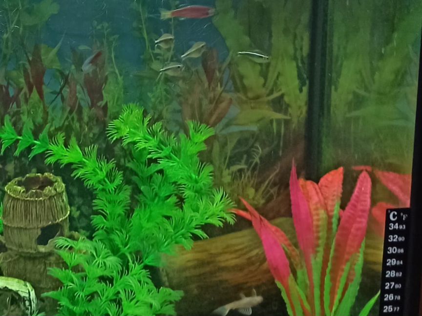 Аквариумные рыбки