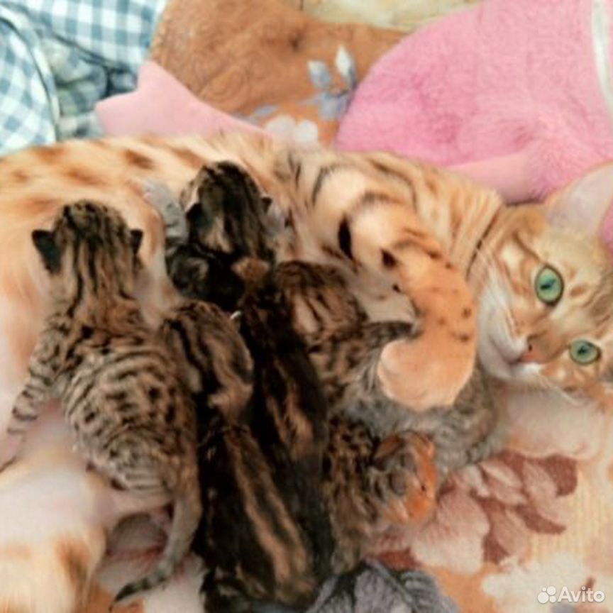 Бенгальские котята