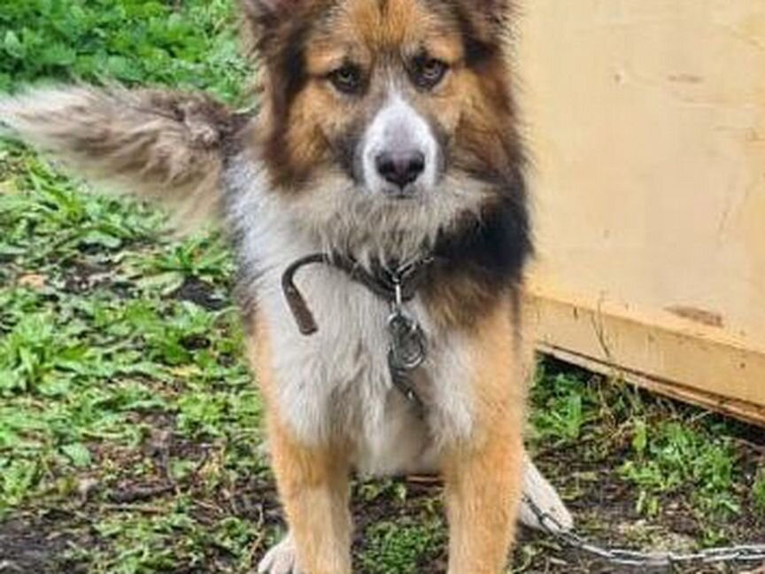 Красивый пес в поисках дома