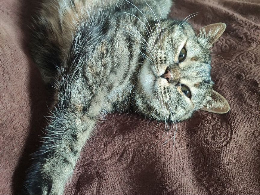 Отдам в добрые руки пушистую булочку