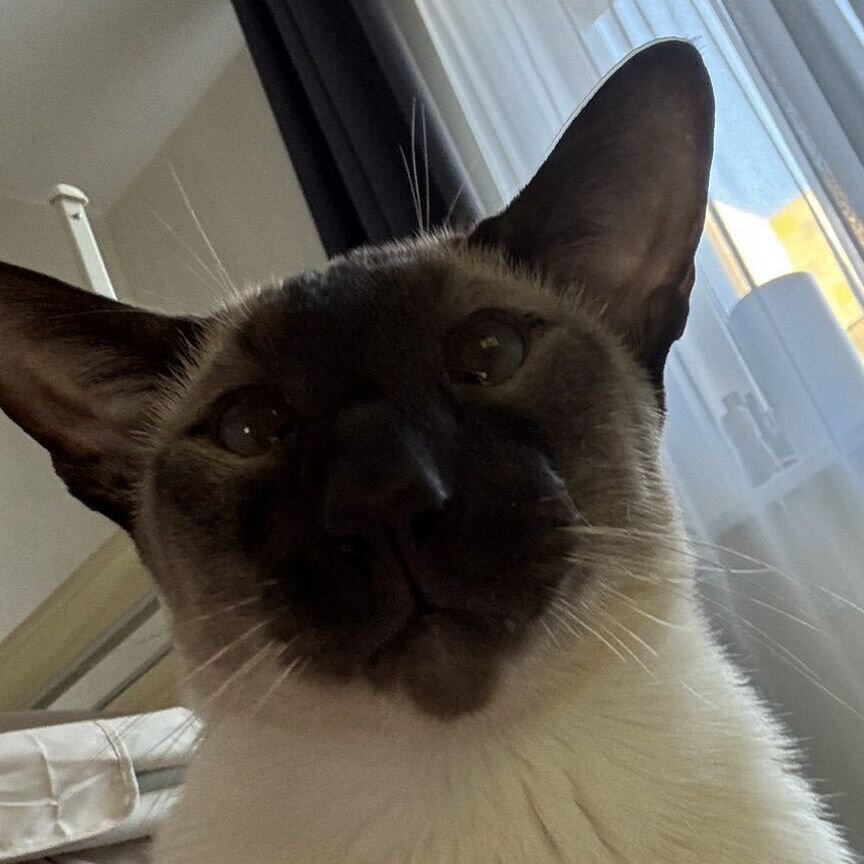 Отдаем котика