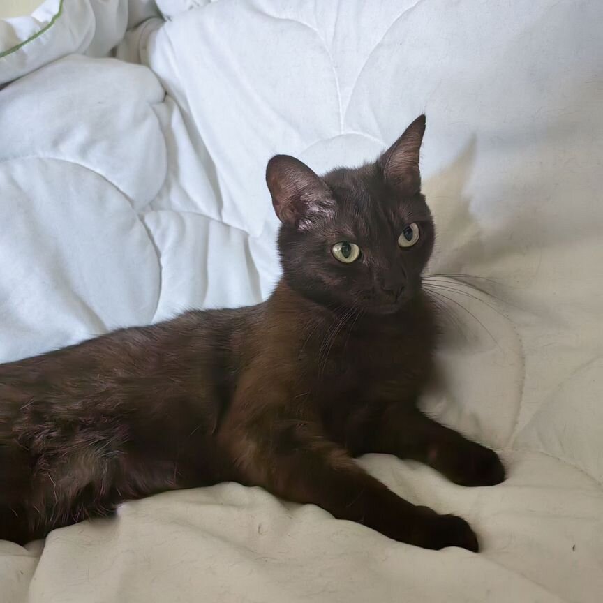 Карми ищет дом